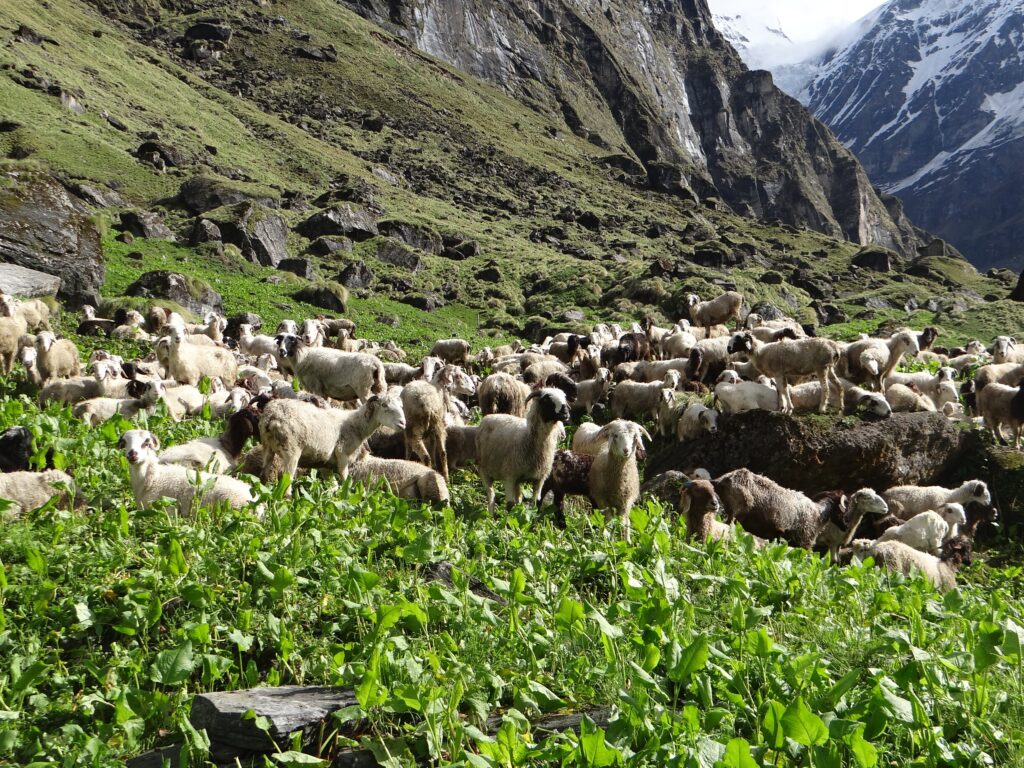 Kafni Glacier Trek All You Need To Know | Best Guide 2026